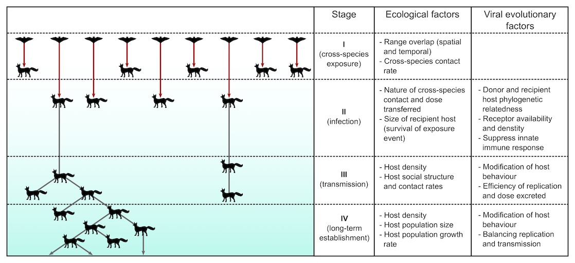 The role of viral evolution in rabies host shifts and emergence ...